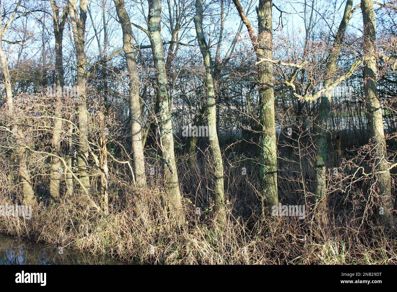 Gathering of trees Stock Photo - Alamy