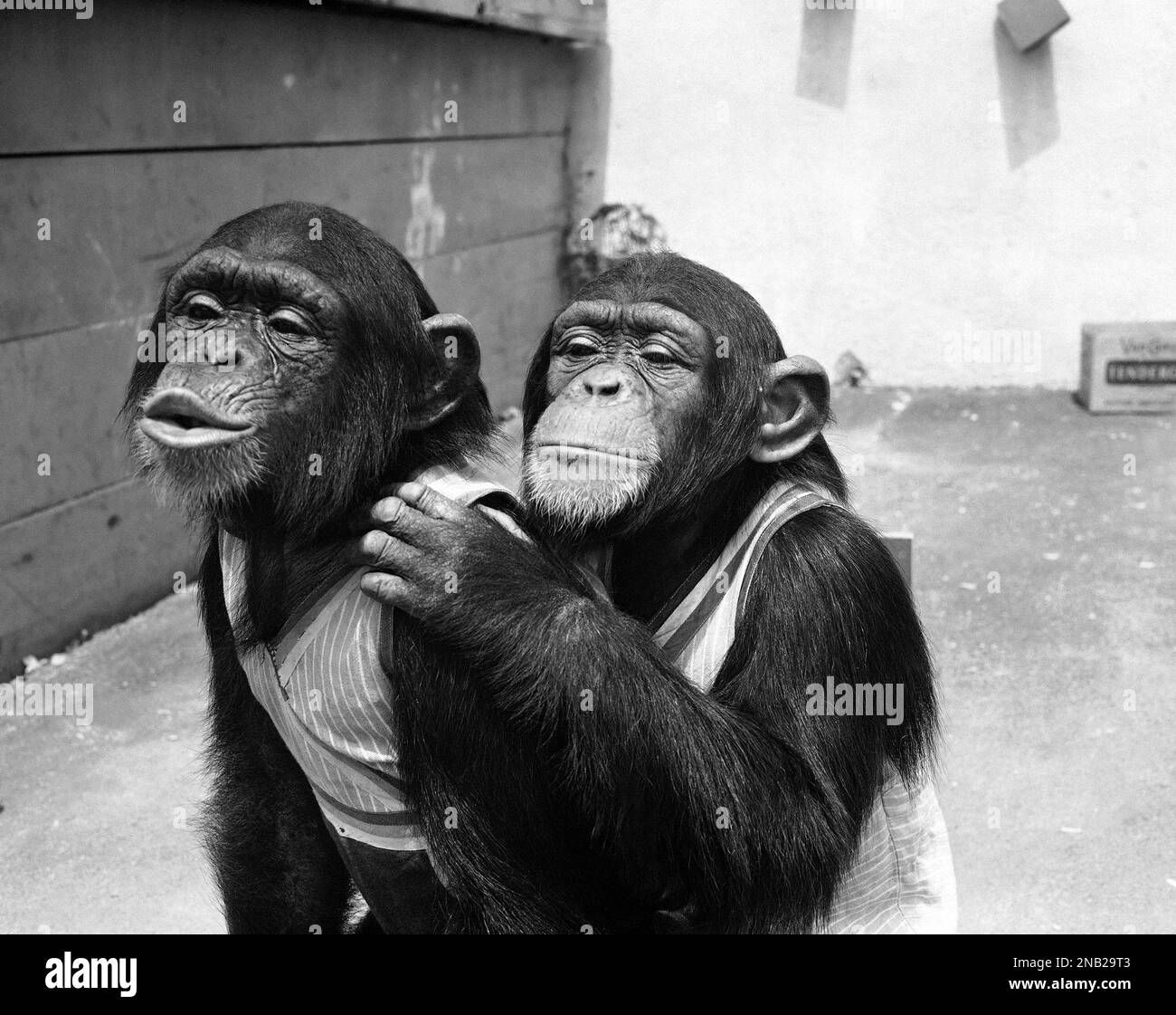 Harry, right, the chimpanzee actor of the “Tarzan” films, and his side ...