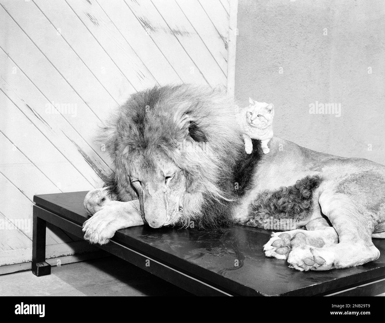 Zamba the lion and Rhubarb the cat are both professional movie actors ...