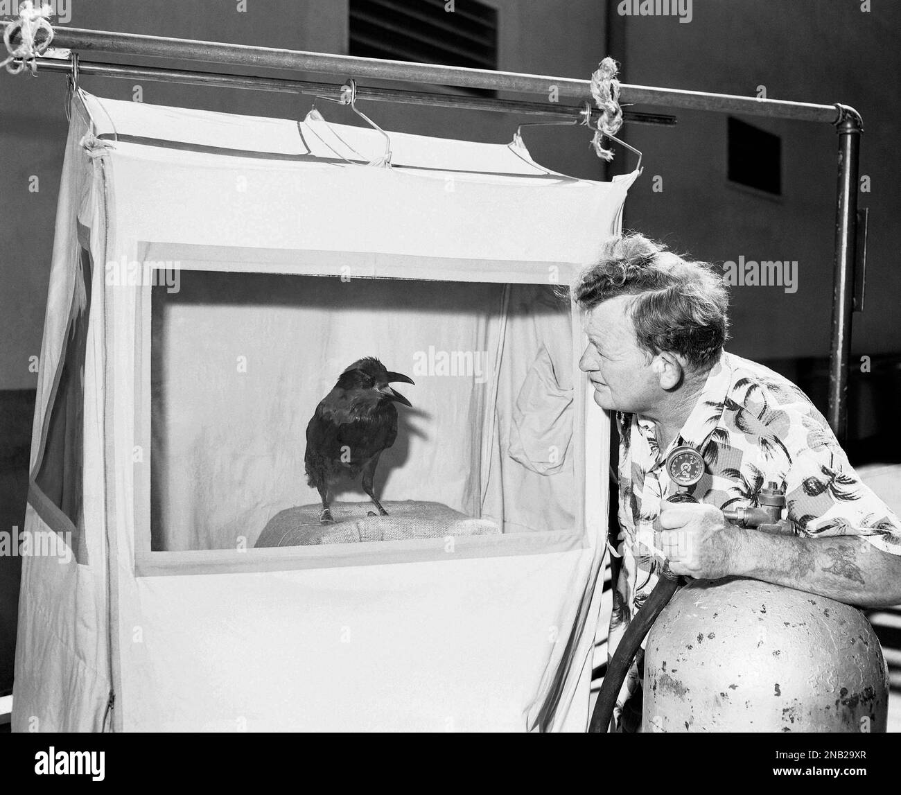 Jimmy, a performing crow in the movies, who was born in captivity and ...