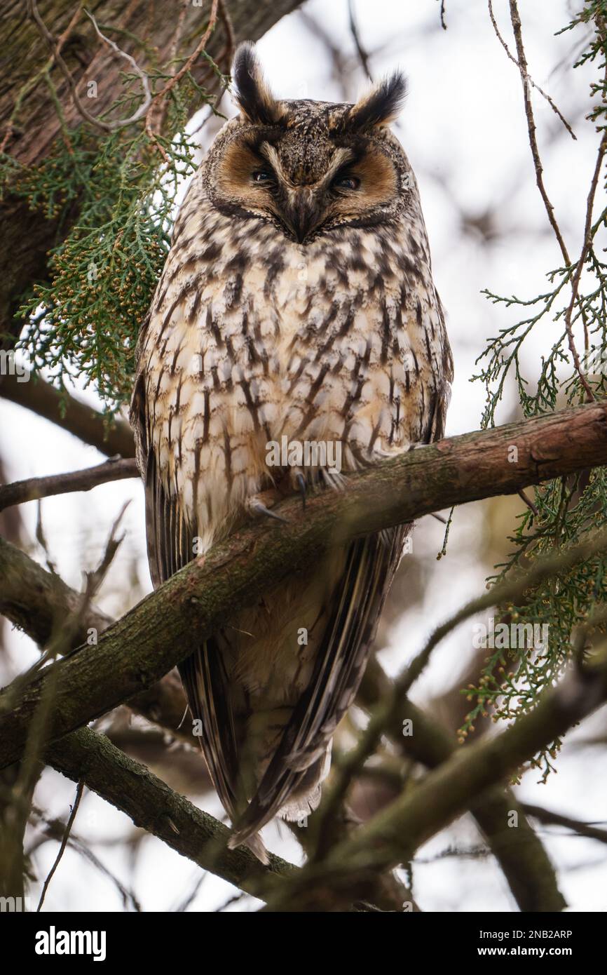 Long-eared owl - Asio Otus, relaxing on a tree Stock Photo - Alamy