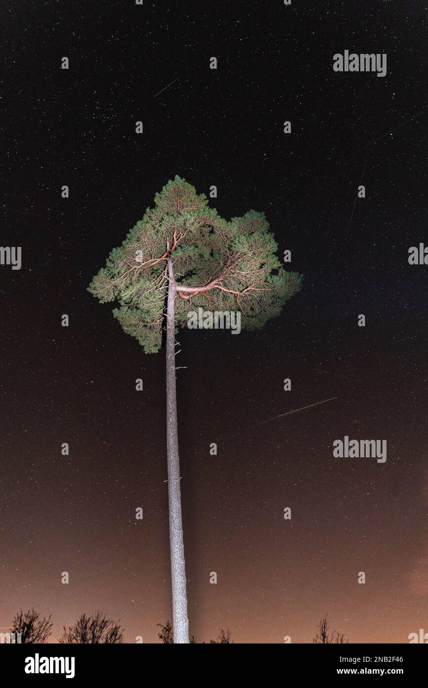 A tall tree sitting under the starry sky of a full moon Stock Photo - Alamy
