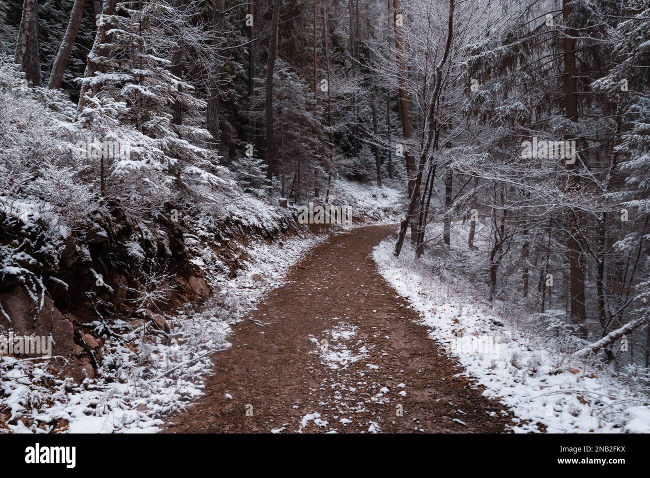 A wintery scene of snowy trail in the woods Stock Photo - Alamy