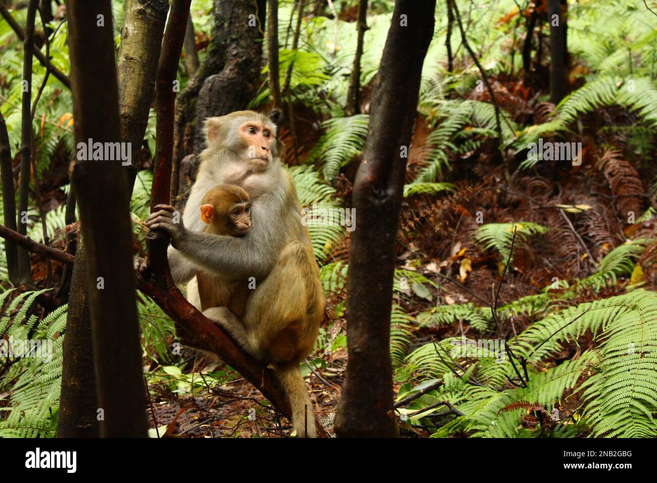 A mother monkey cuddling infant on tree branch Stock Photo - Alamy