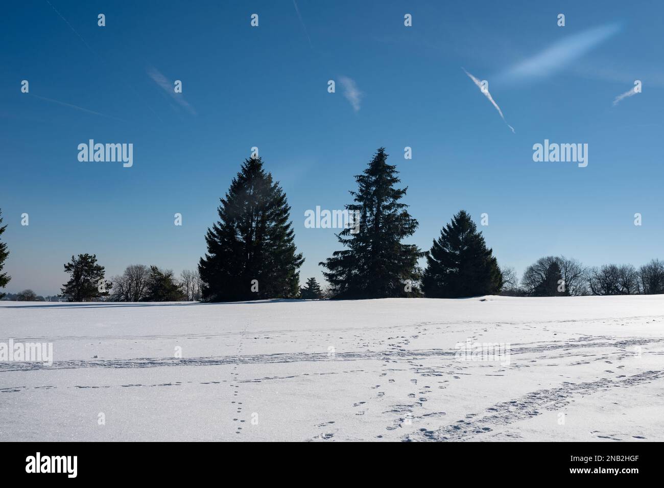 Fir trees in winter with lots of snow and blue sky in the high Rhoen ...