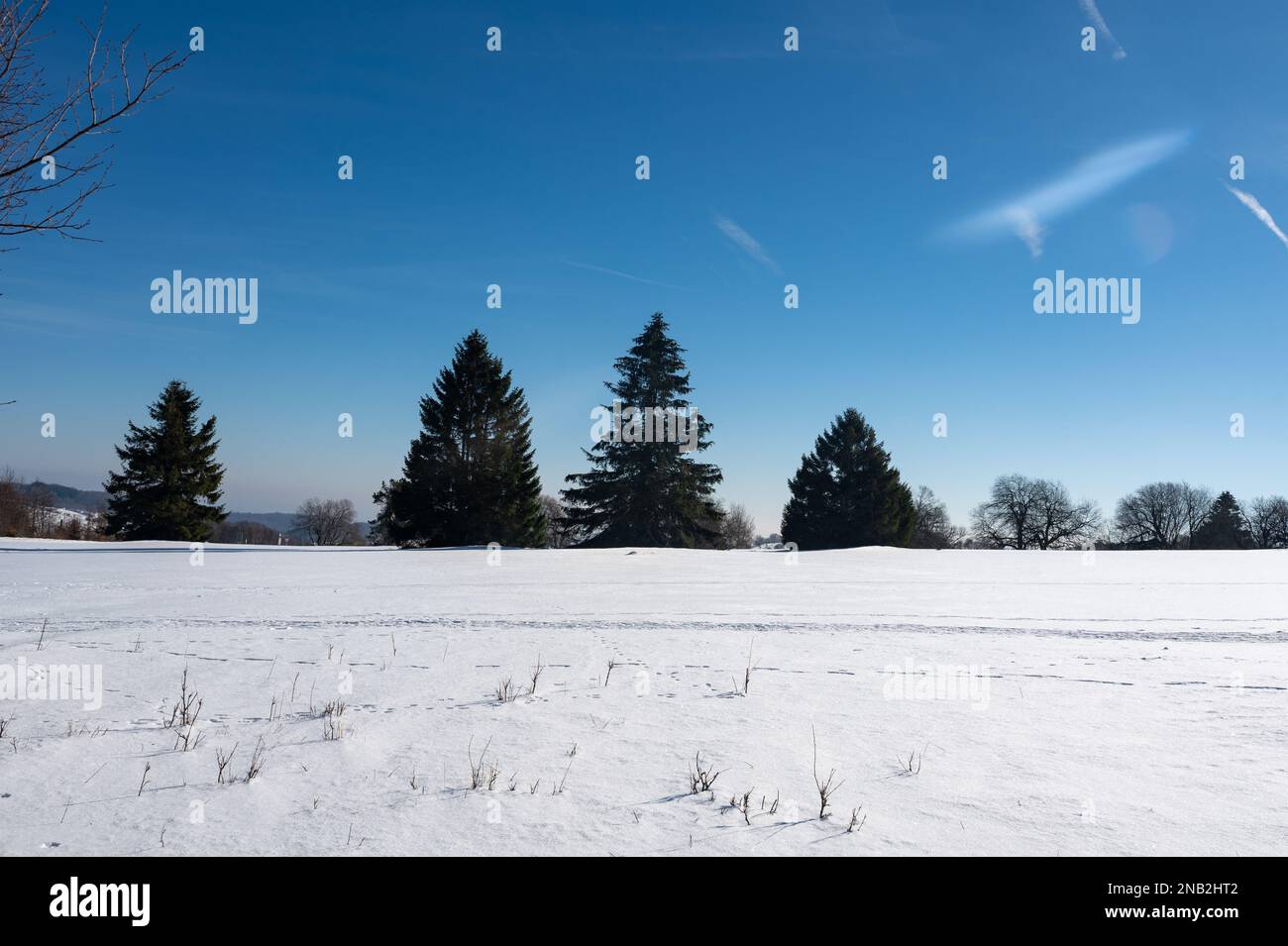 Fir trees in winter with lots of snow and blue sky in the high Rhoen ...