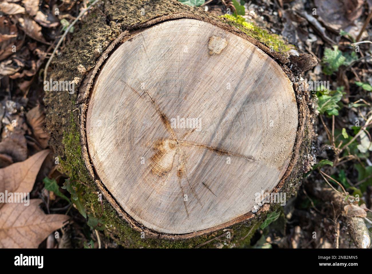 Cut tree trunk with circular cuts. Orange winter colors. Many ve Stock ...