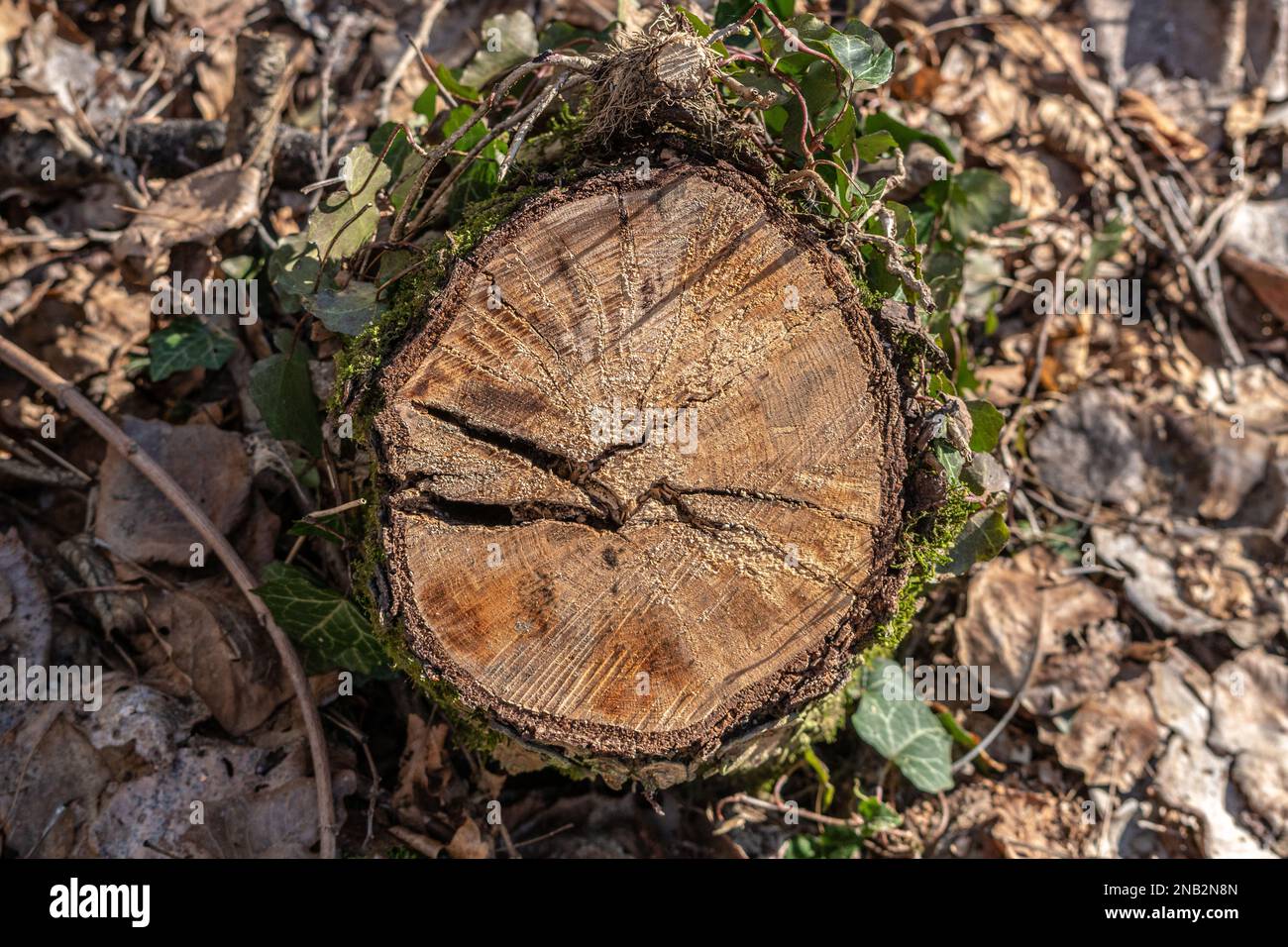Cut tree trunk with circular cuts. Orange winter colors. Many ve Stock ...