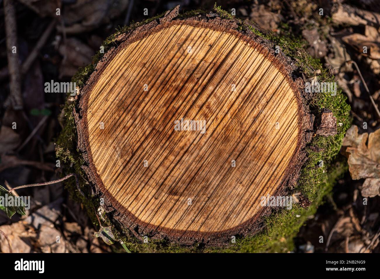 Cut tree trunk with circular cuts. Orange winter colors. Many ve Stock ...