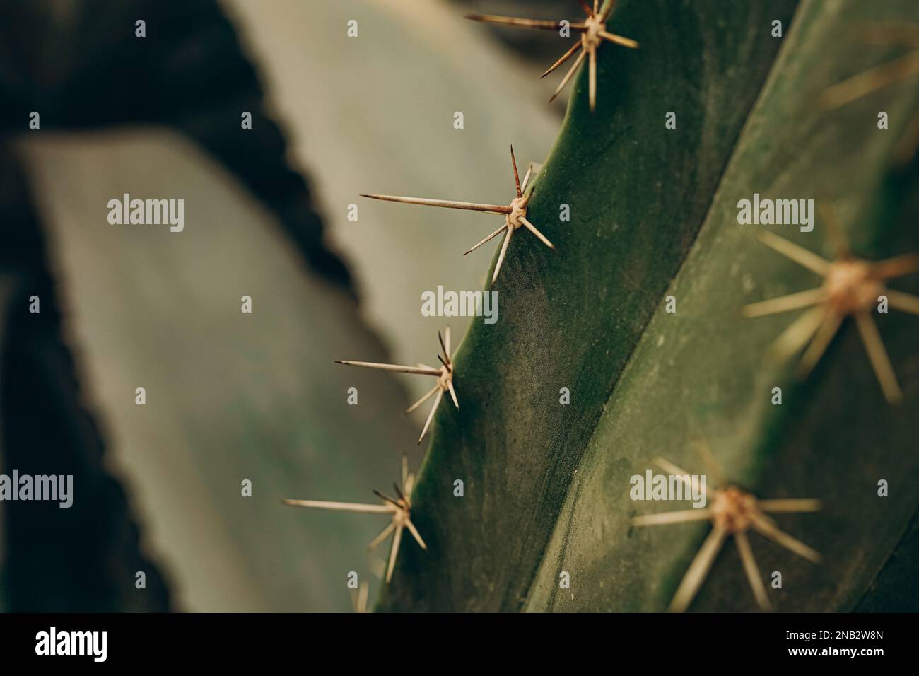 Needled leaf hi-res stock photography and images - Alamy