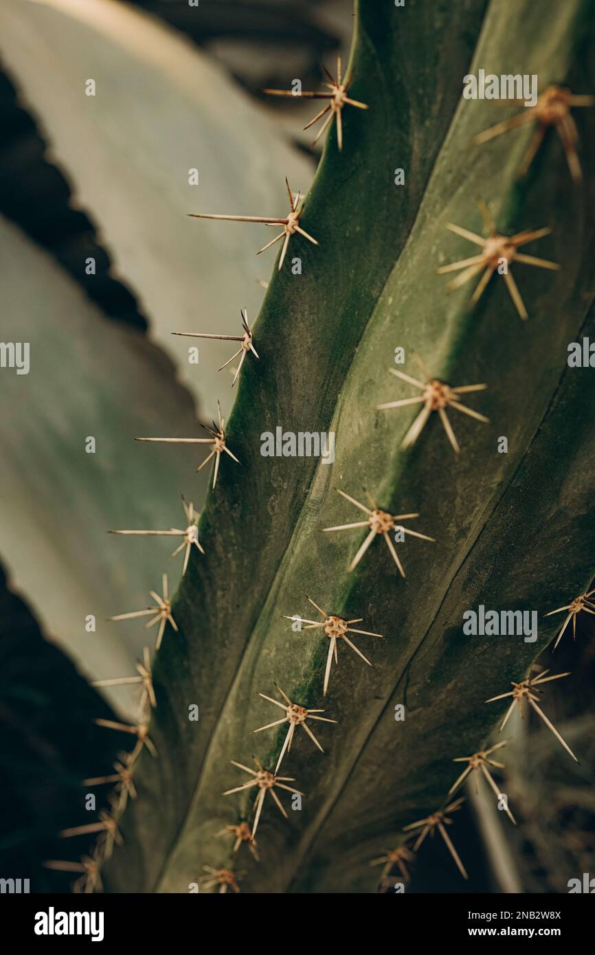 Needled leaf hi-res stock photography and images - Alamy