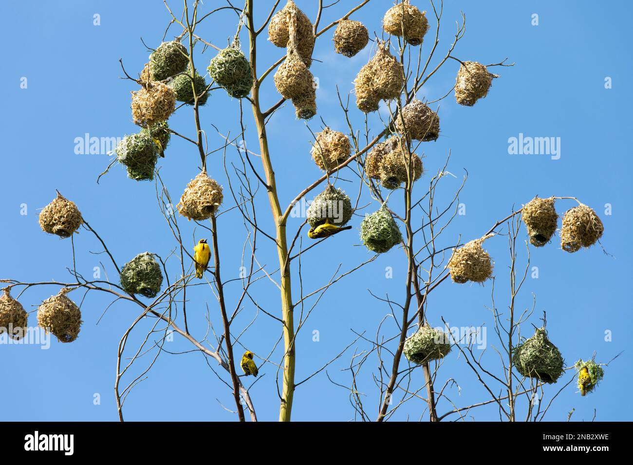 Nest reunion hi-res stock photography and images - Alamy