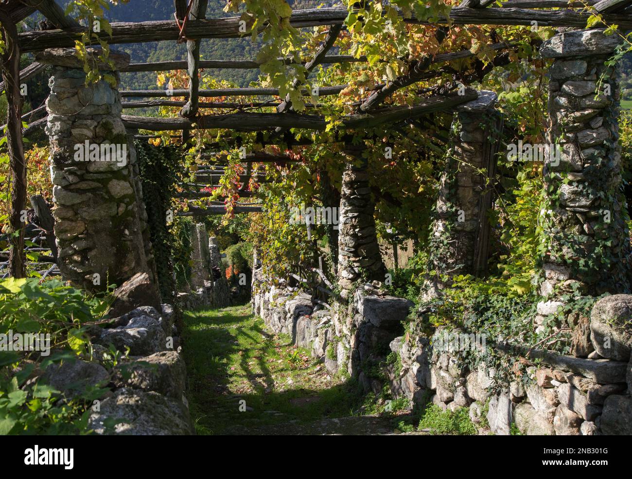 Stone pillars holding the wooden structure of vineyards in autumn ...