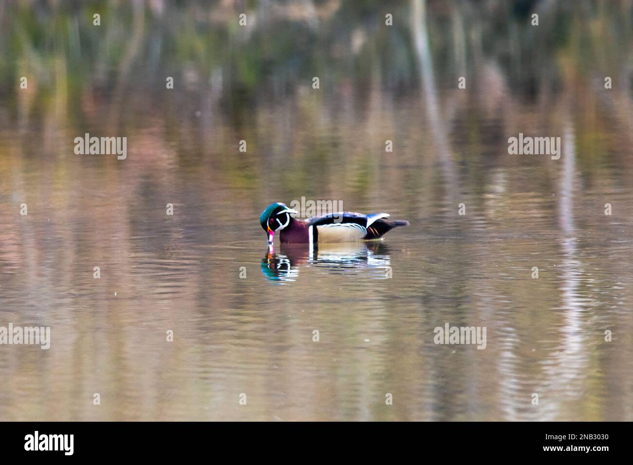 Relection eye hi-res stock photography and images - Alamy