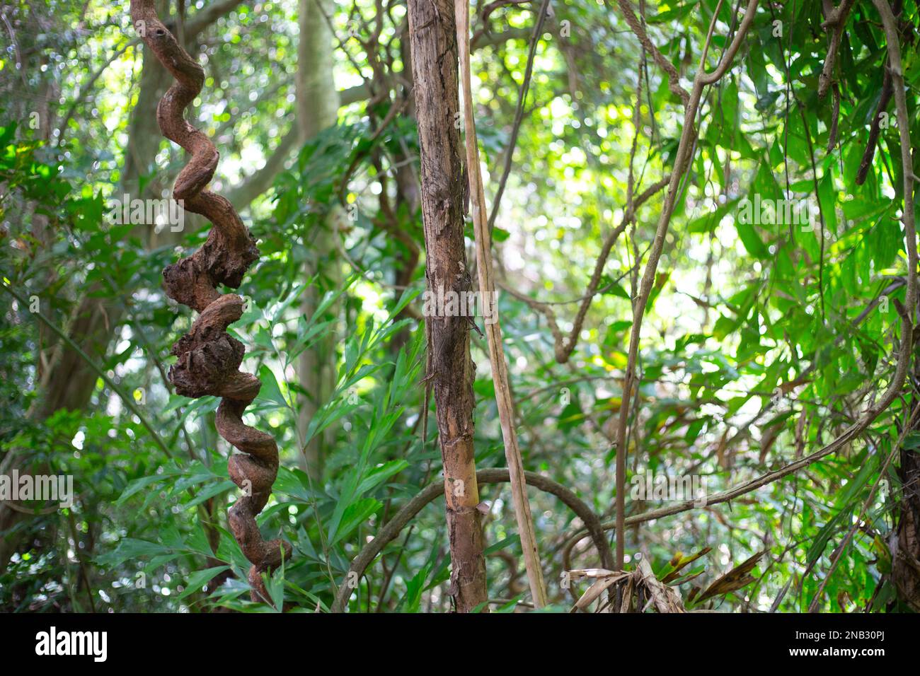 A green jungle with hanging vines. The nature of the rainforest in Asia ...