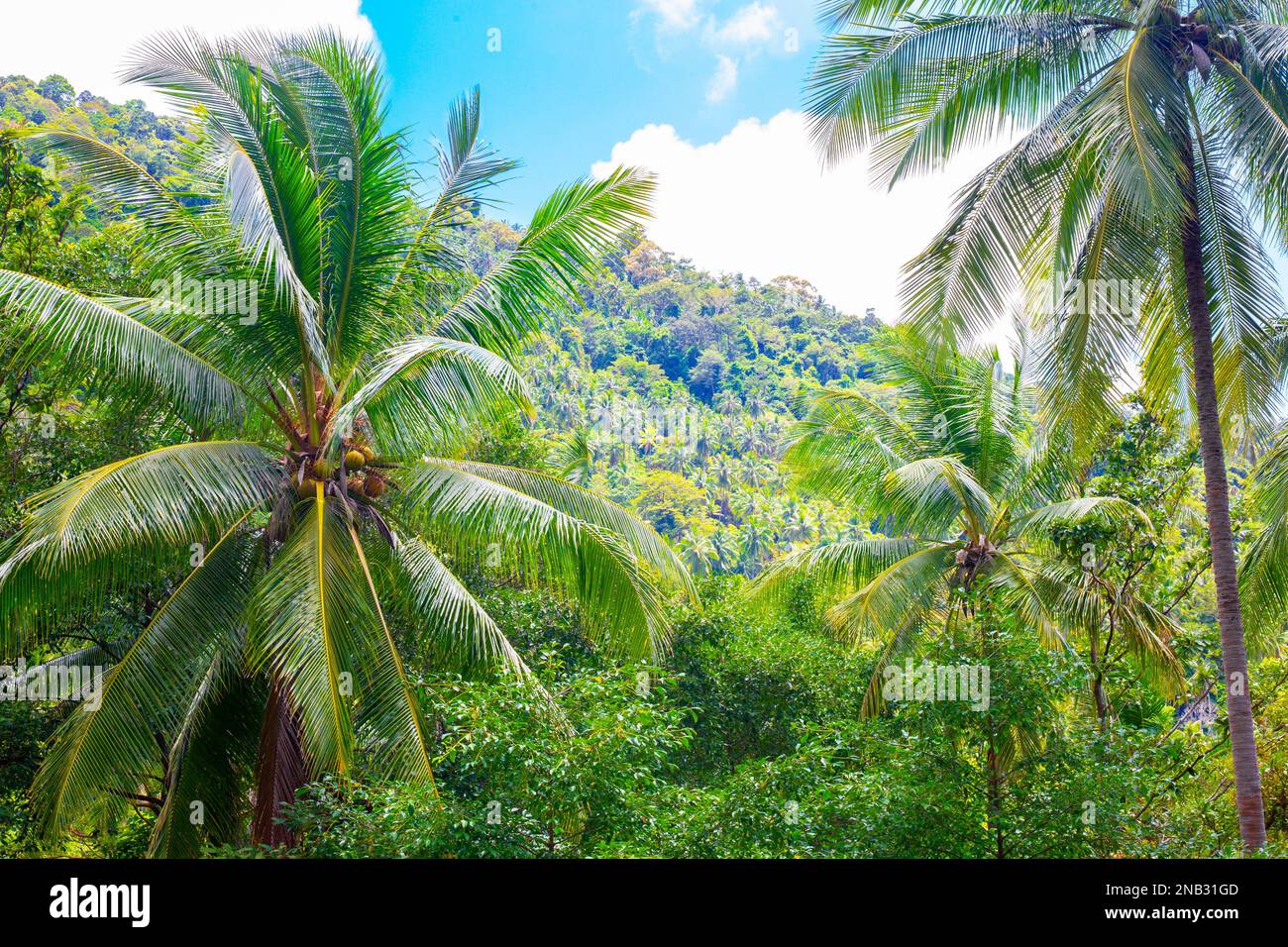 Green jungle with tall palm trees and forest on the mountain. The ...