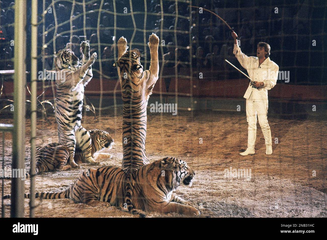 German singer Roland Kaiser performs with tigers on December 9, 1984 ...