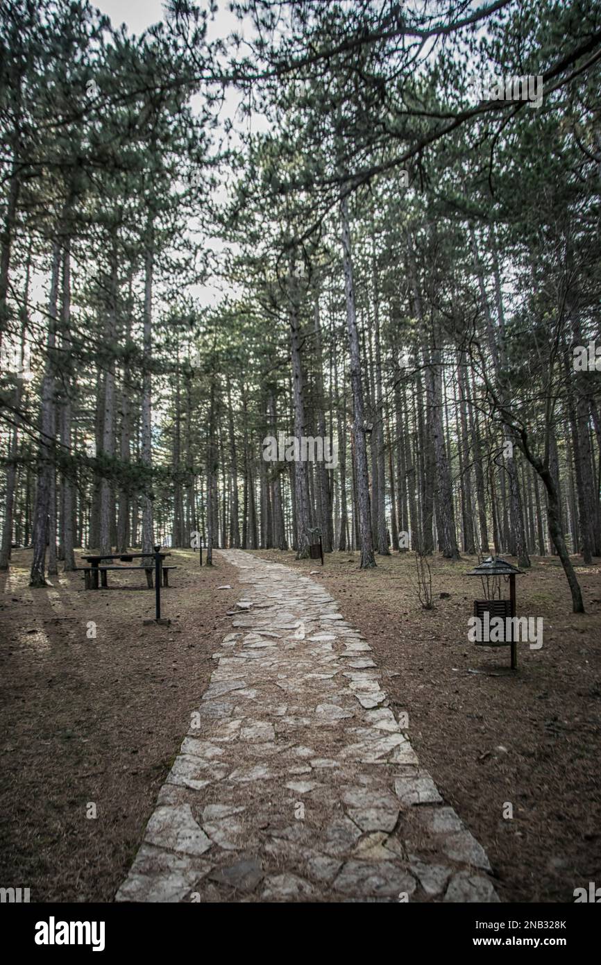 Serbian forest path hi-res stock photography and images - Alamy