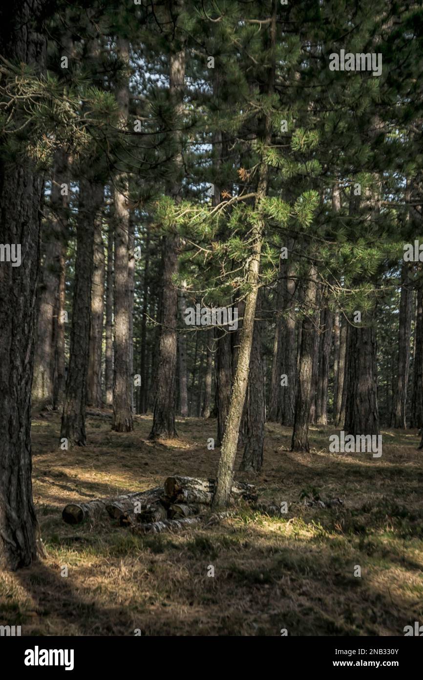 Serbian forest hi-res stock photography and images - Alamy