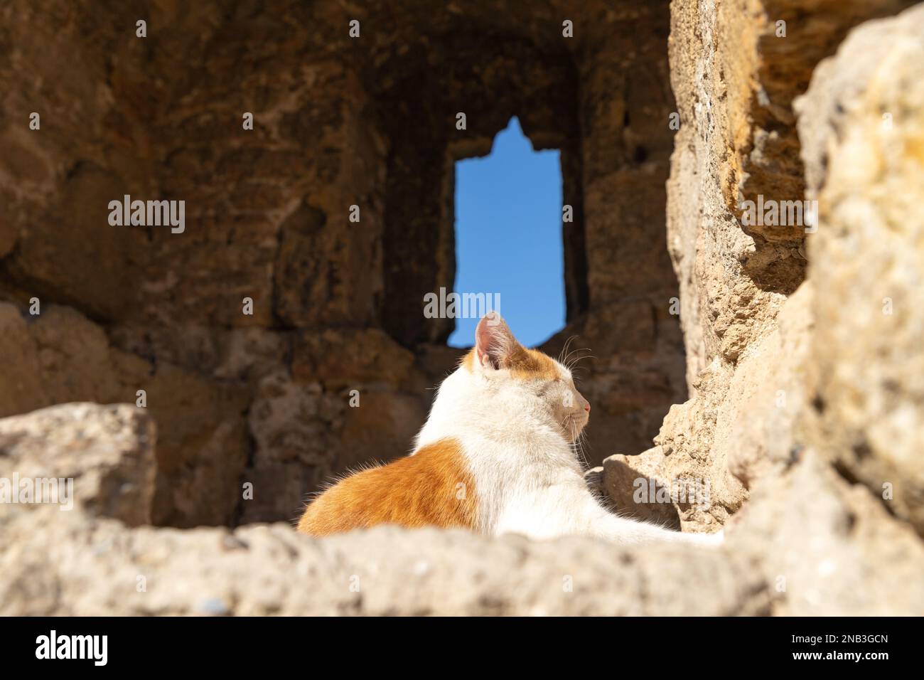 Cat sleeping on the sun in old Akkerman fortress in Bilhorod ...