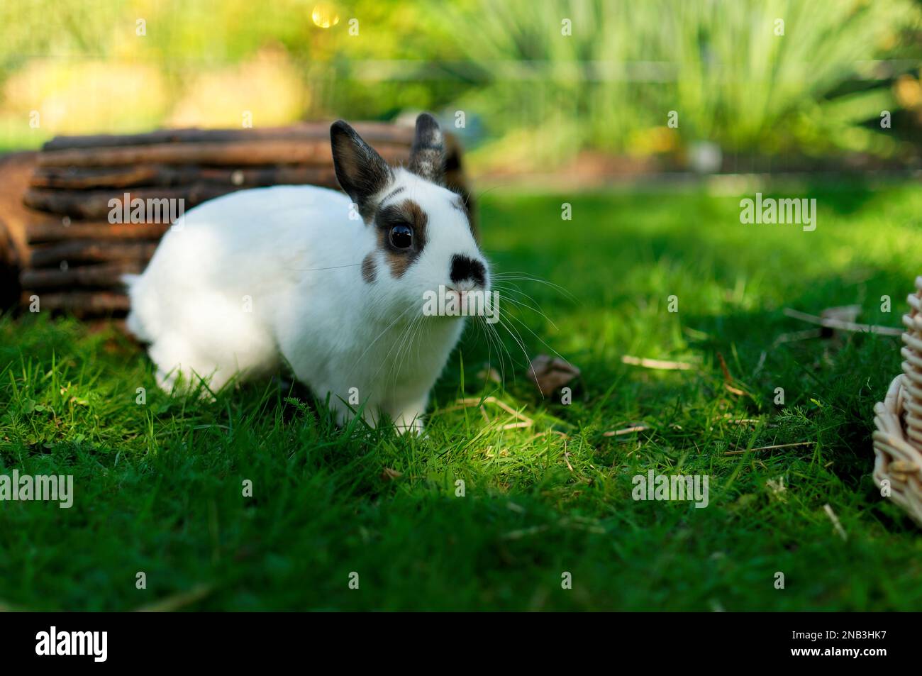 Cute adorable white fluffy rabbit sitting on green grass lawn at ...