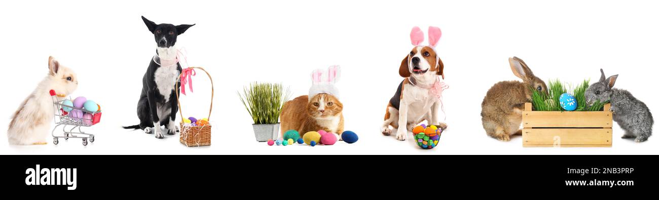 Collage of cute animals with Easter eggs on white background Stock ...