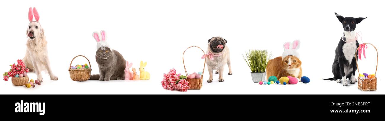Collage of cute dogs and cats with Easter eggs and tulips on white ...