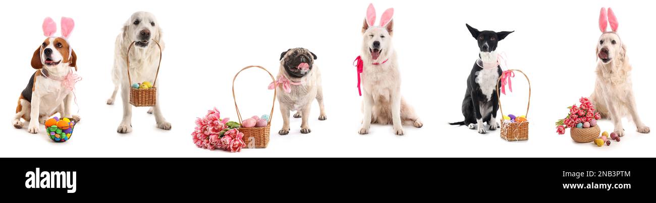 Collage of cute dogs with Easter eggs in baskets and tulips on white ...