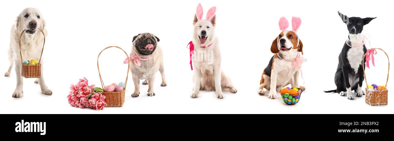 Set of adorable dogs with Easter eggs, flowers and bunny ears on white ...
