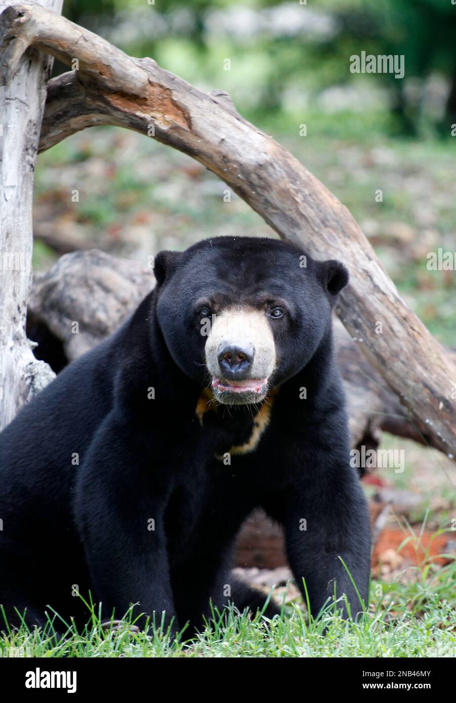 A Malayan Sun Bear is shown on display at Zoo Miami, Friday July 22 ...