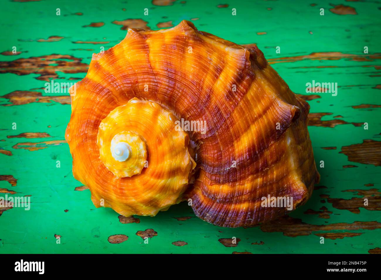 Sea snail shell green hi-res stock photography and images - Alamy