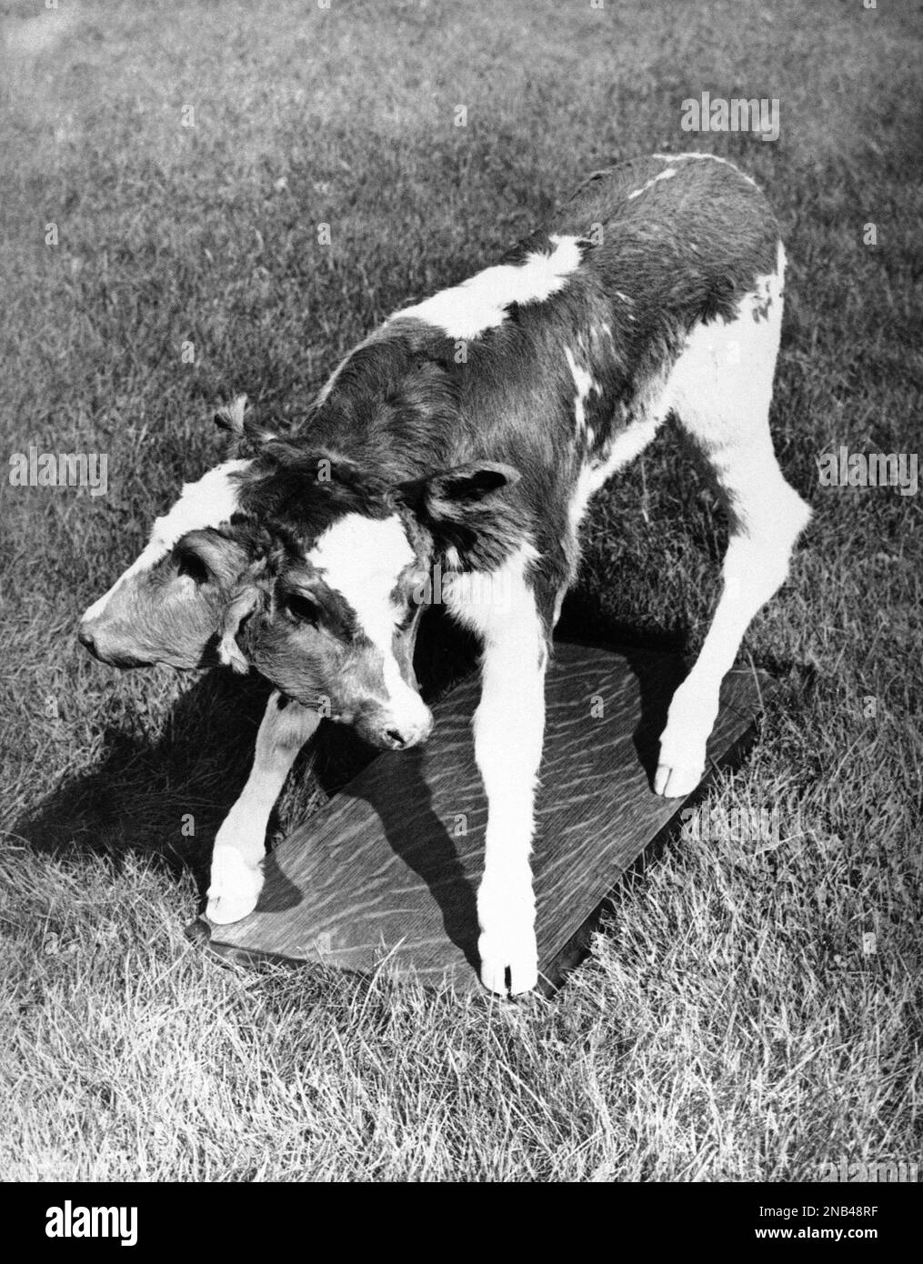 This two-headed calf was born on the farm of Arthur Chickering Jr ...