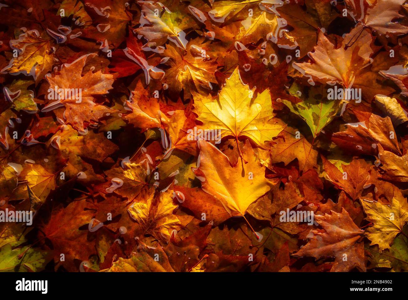 Old leaves hi-res stock photography and images - Alamy