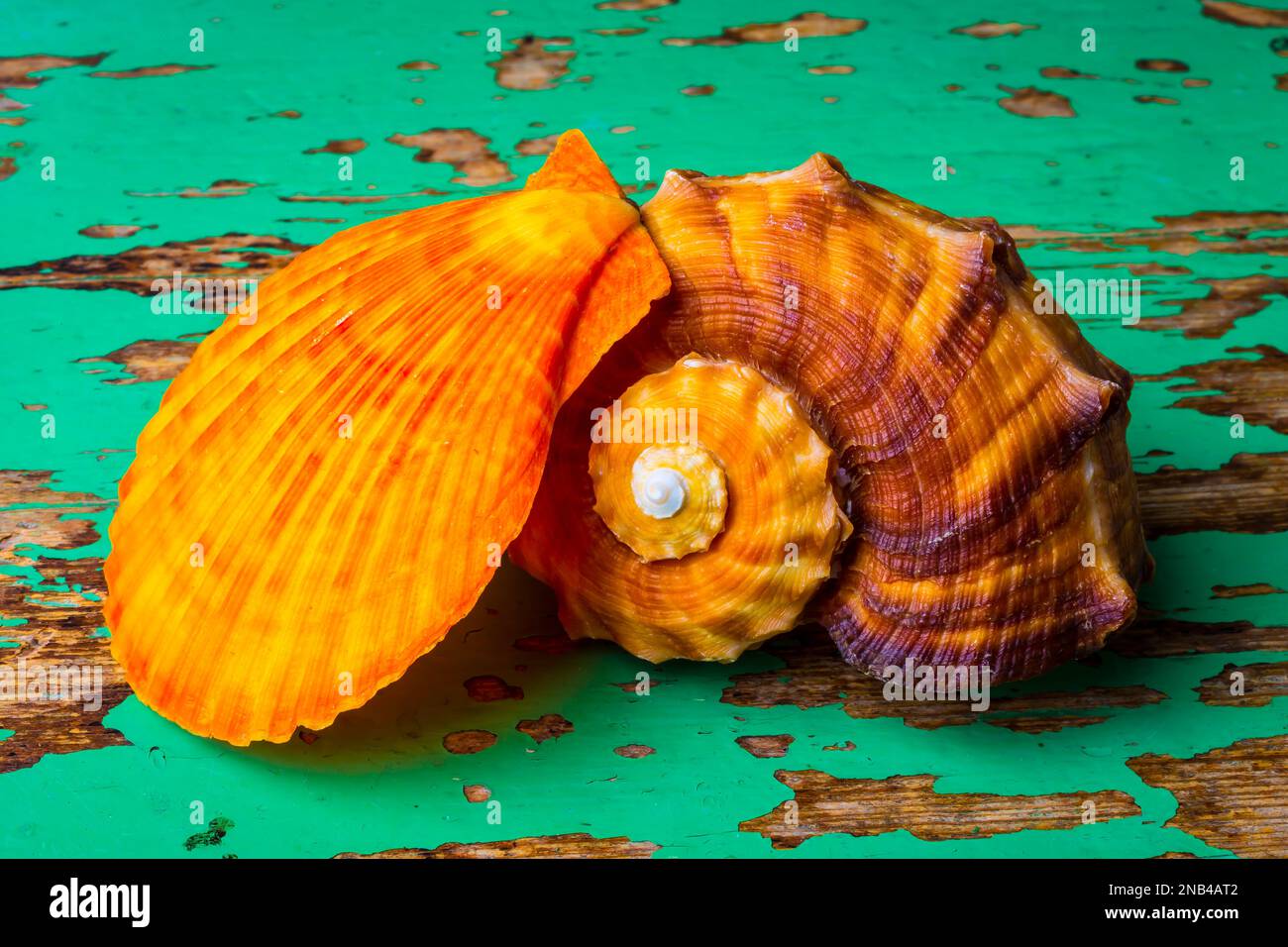 Schallop Seashell And Snail Shell Stock Photo - Alamy