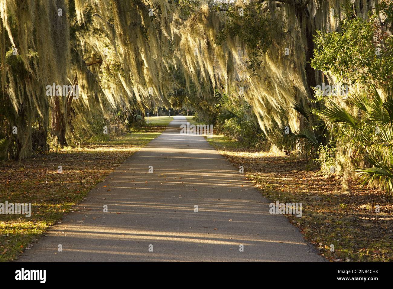 Spanish moss on trees along a rail trail pathway Stock Photo - Alamy