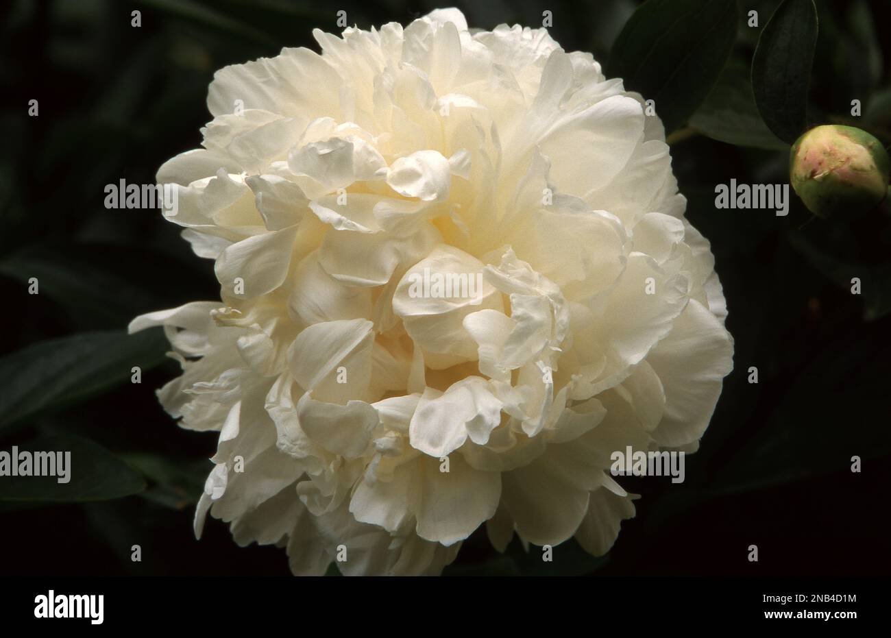 White peonies paeonia hi-res stock photography and images - Alamy