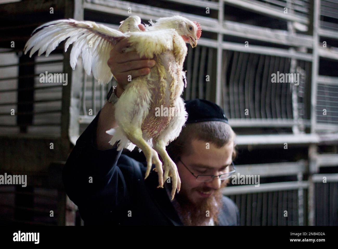 An ultra-Orthodox Jewish man swings a chicken, later to be slaughtered ...