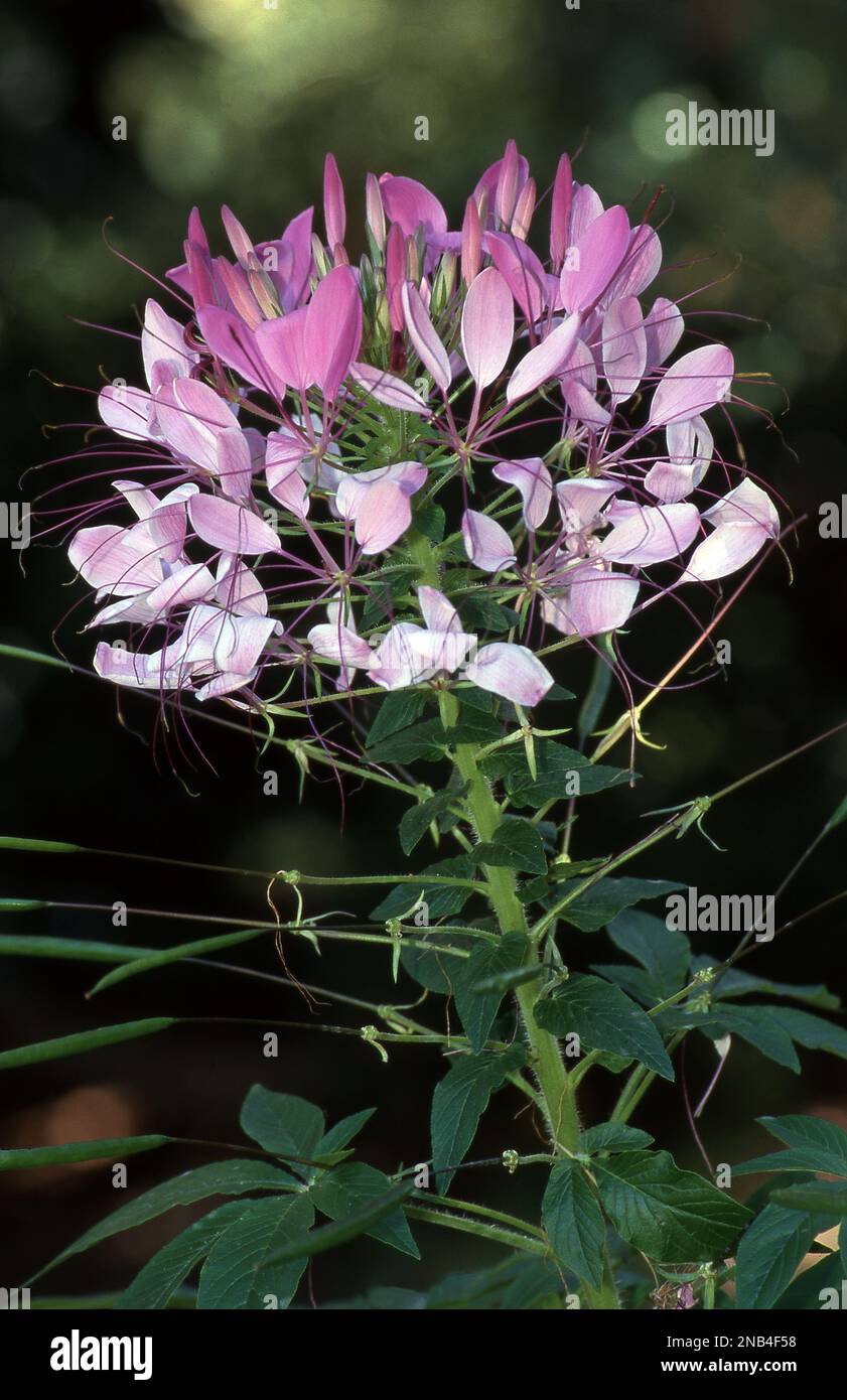 PINK CLEOME FLOWER, ALSO KNOWN AS SPIDER PLANT, SPIDER WEED OR BEE ...