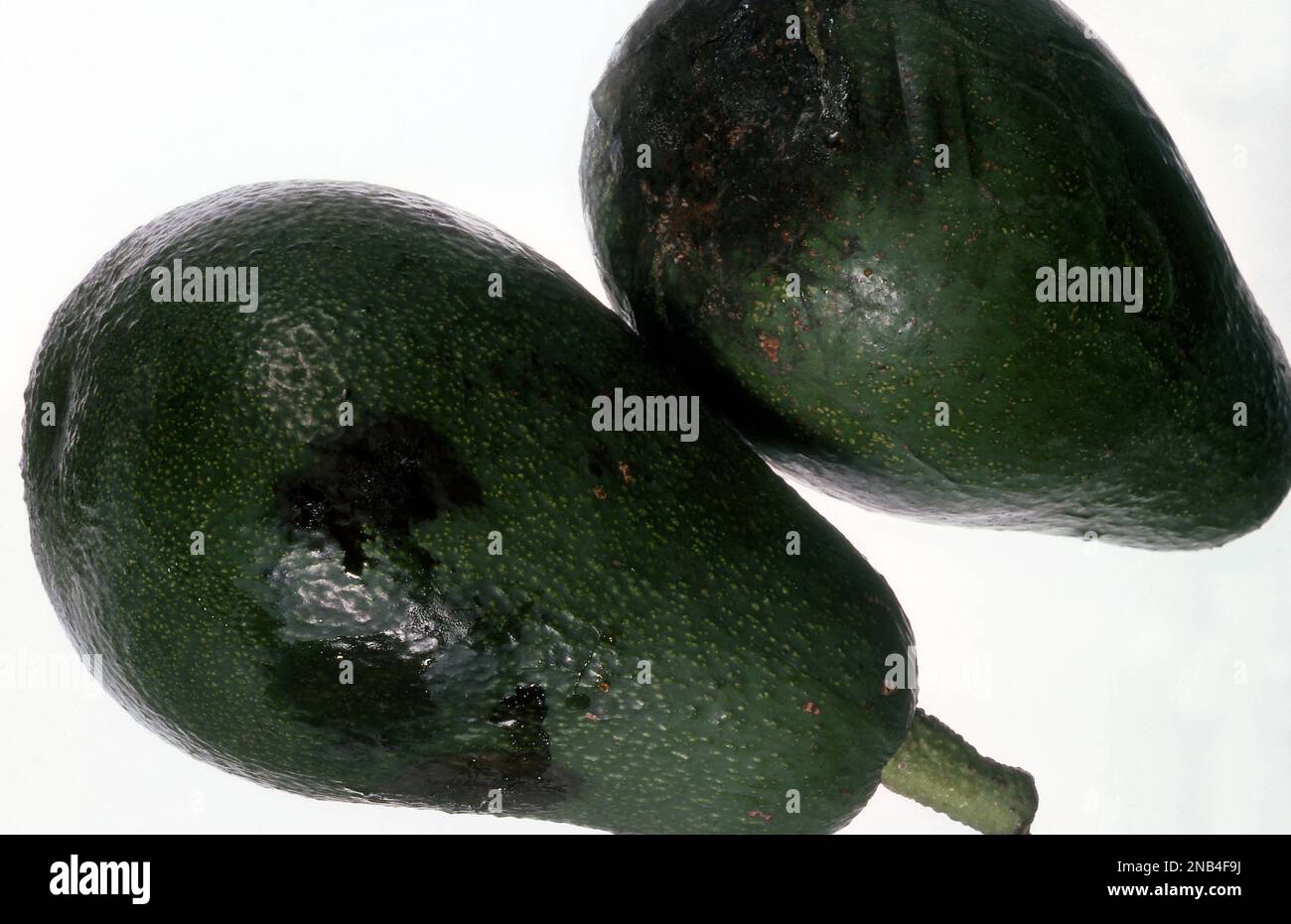 STUDIO IMAGE OF ANTHRACNOSE SYMPTOMS ON AVOCADOS Stock Photo - Alamy