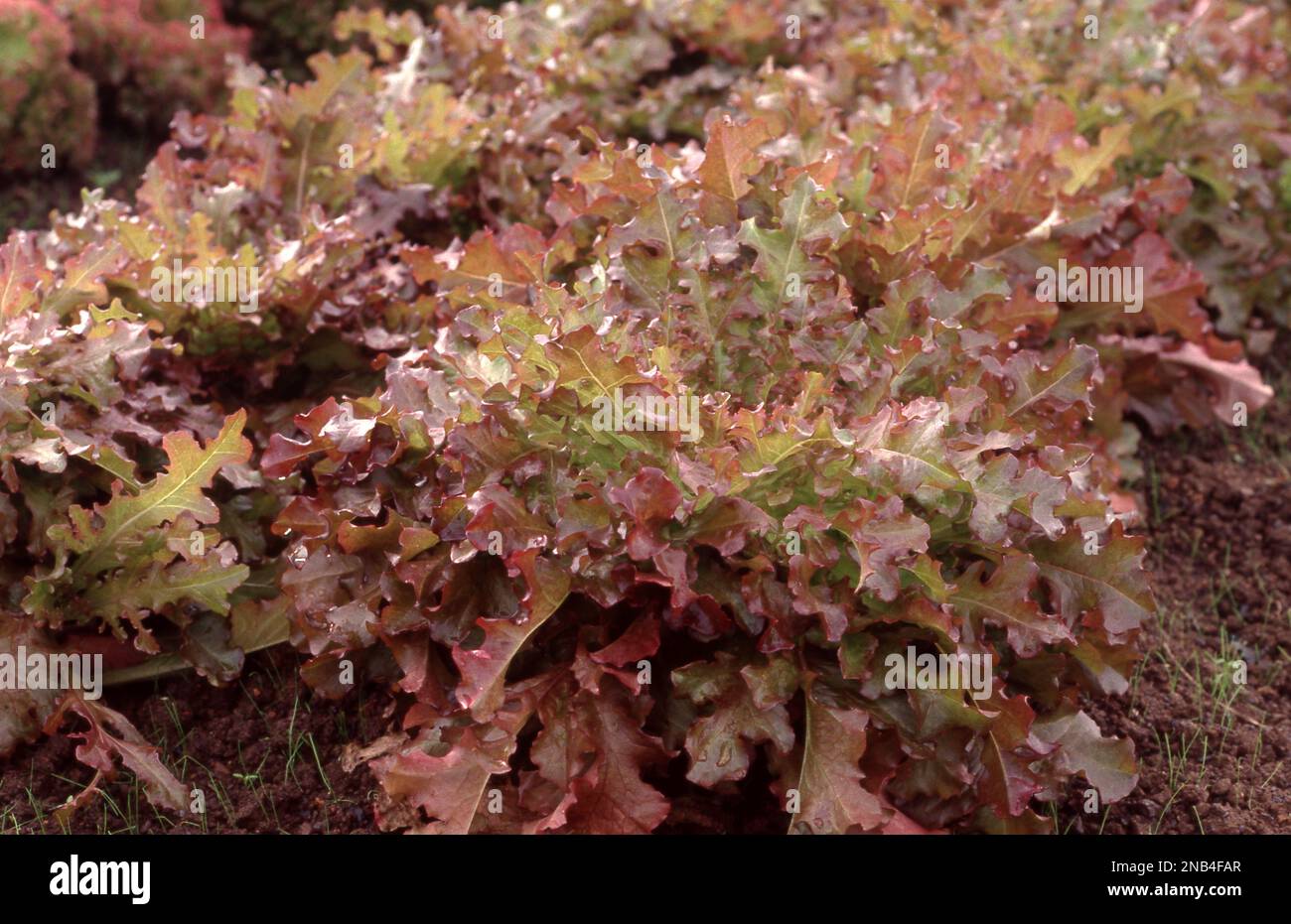 Red leaf lettuce hi-res stock photography and images - Alamy