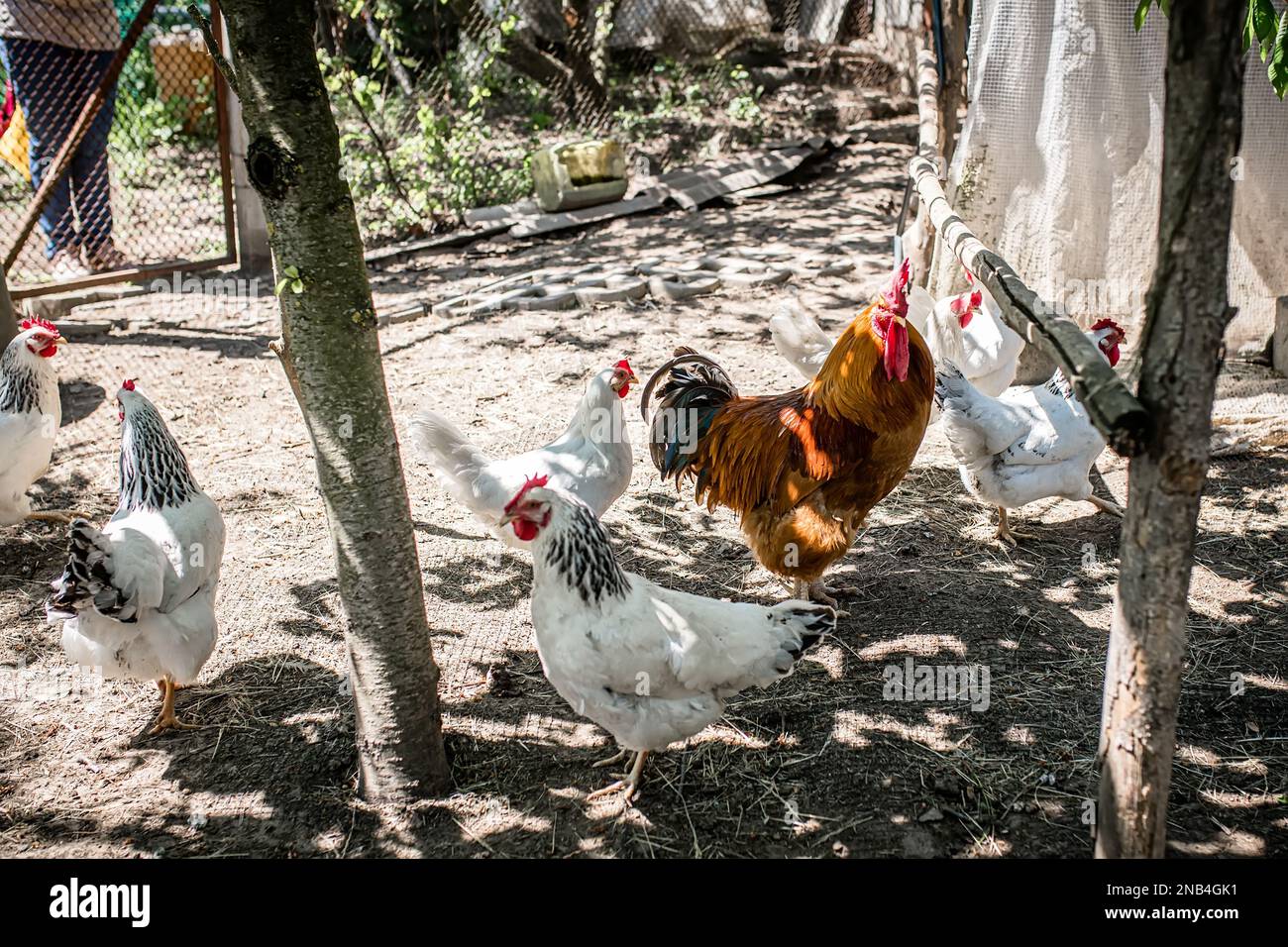 A red rooster and white chickens on an eco farm in a country house ...