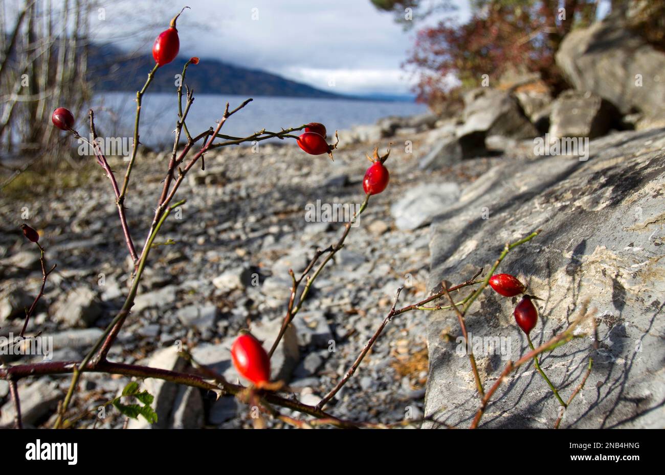 The site where the last ten victims were shot on Utoya island in Norway ...