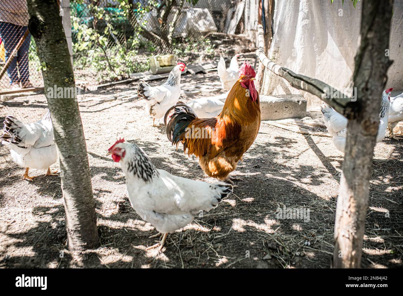 Rooster in agriculture on the farm. Poultry in the courtyard in the ...