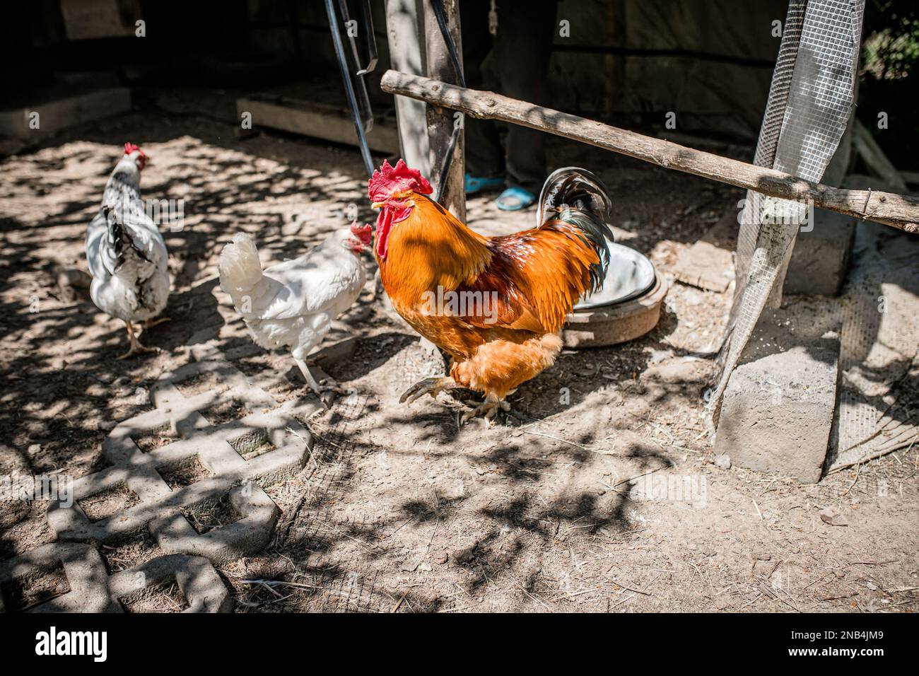 Fertile chickens and roosters in the chicken coop. Agricultural land ...