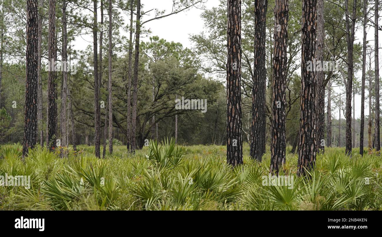 A view of the landscape at Half Moon Wildlife Management Area, Lake ...