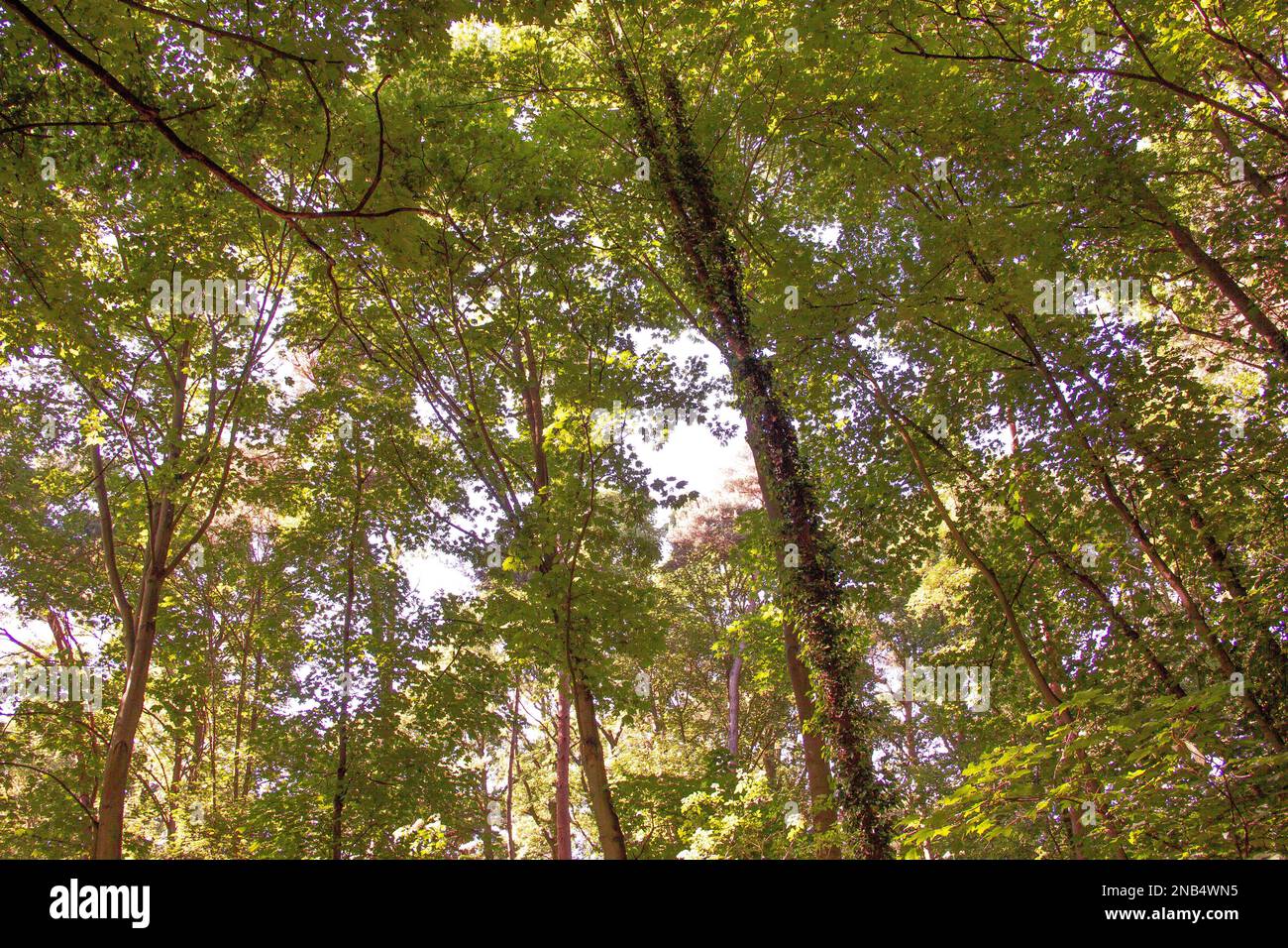 Abstract trees hi-res stock photography and images - Alamy