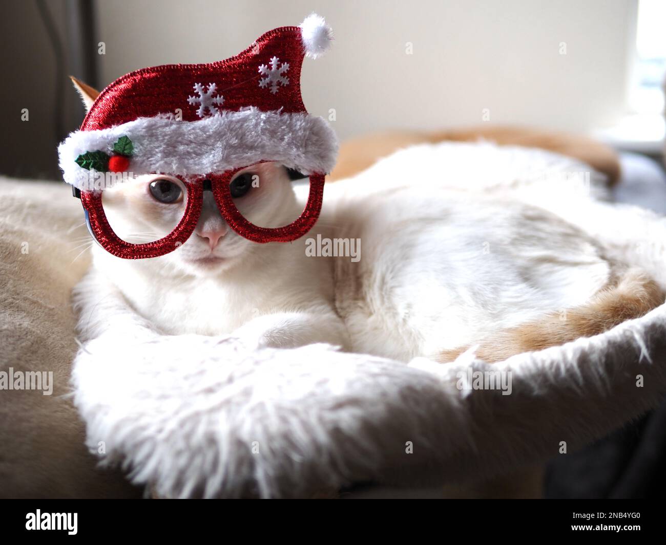 Mitzie the princess hi-res stock photography and images - Alamy