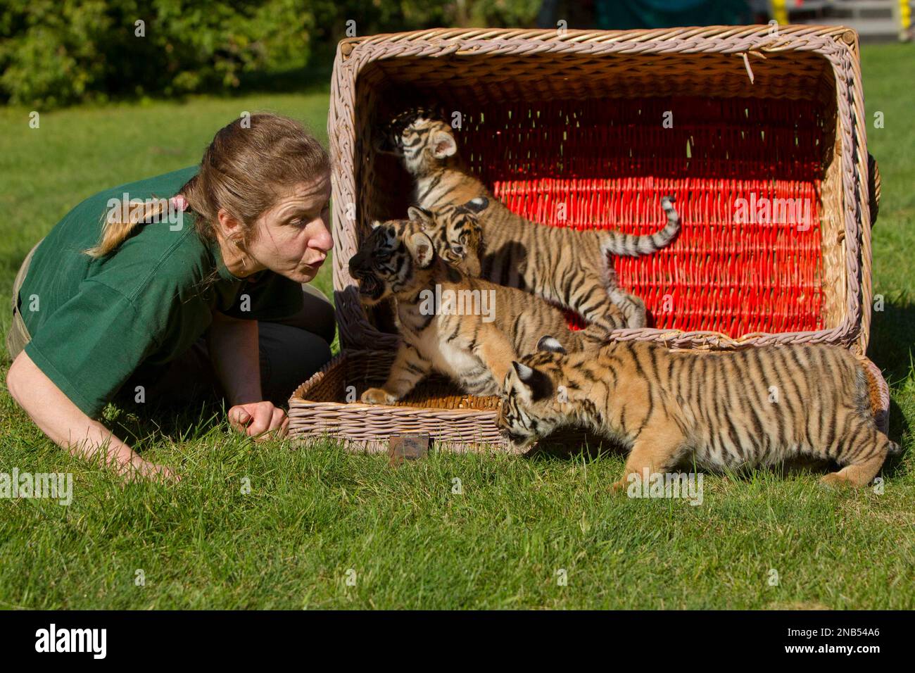 Zookeeper Petra Schroeder plays with a new born quadruplet of ...