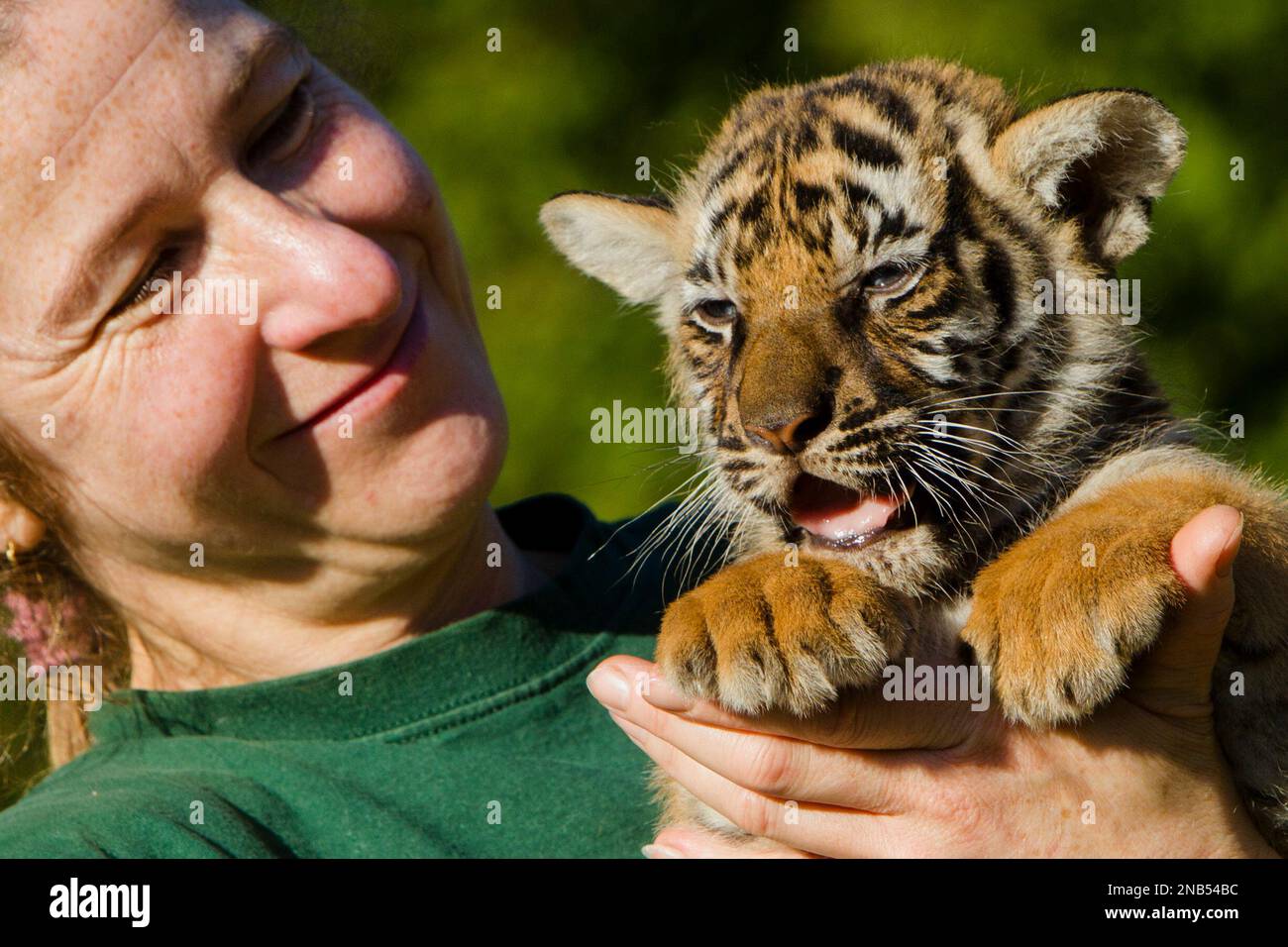 Zookeeper Petra Schroeder holds tiger cub Mandalay, one of a new born ...