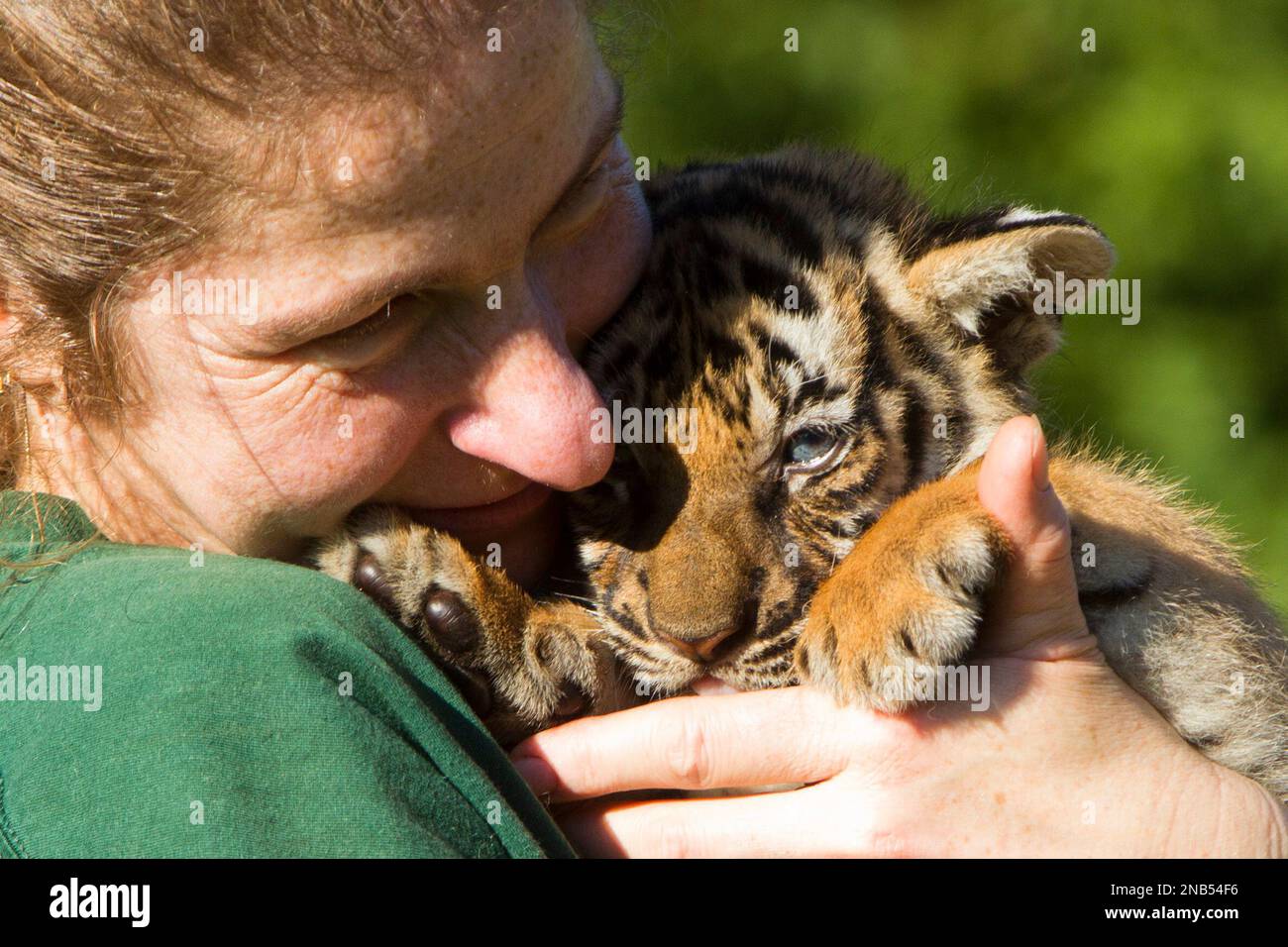 Zookeeper Petra Schroeder holds tiger cub Mandalay, one of a new born ...